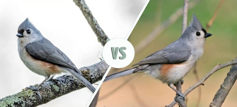 Male vs Female Tufted Titmouse: How To Tell The Difference? (With ...