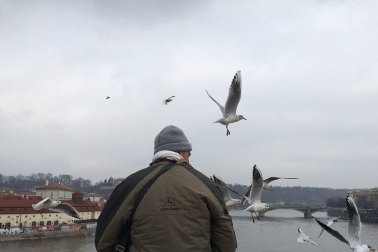 Birding in Phoenix and Arizona – Tips, Hotspots, & Guide - Optics Mag