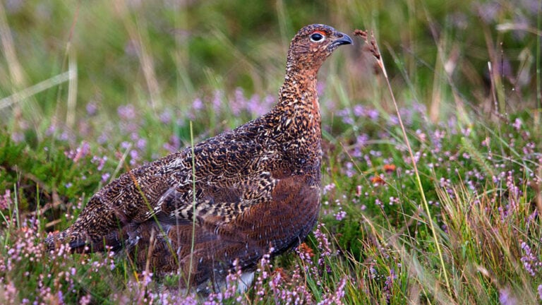What Game Can You Hunt in North Carolina? 25 Common Game - Optics Mag