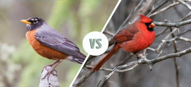 Robin vs Cardinal: How to Tell the Difference (With Pictures) - Optics Mag