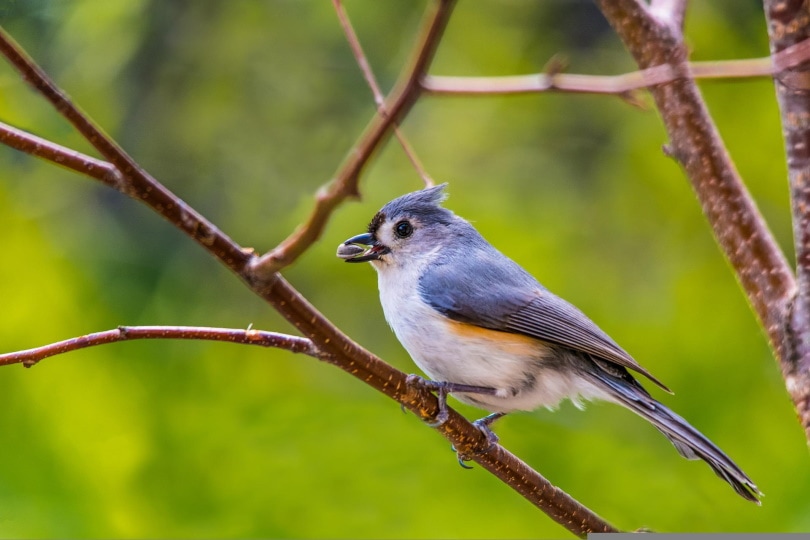 Male vs Female Tufted Titmouse: How To Tell The Difference? (With ...