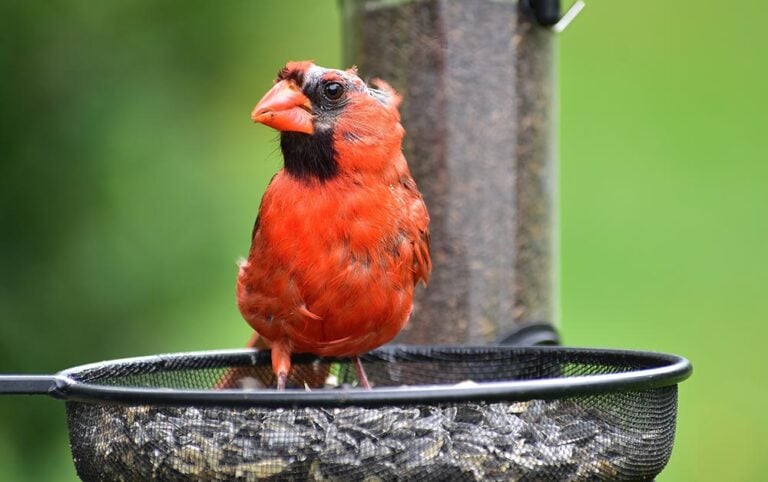 How Long Do Cardinals Live? (Average Lifespan Data & Facts) - Optics Mag