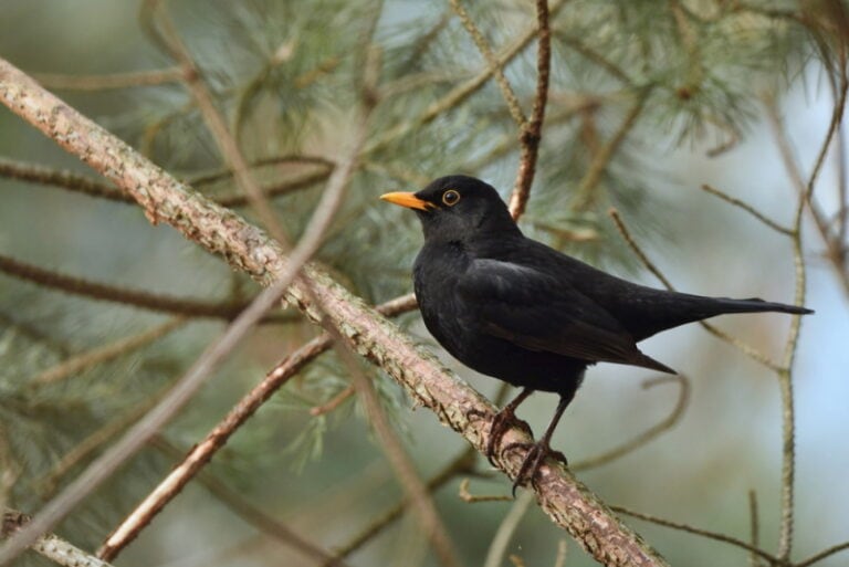 6 Types of Black Birds in the UK (With Pictures) - Optics Mag
