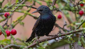 Are Starlings Invasive? Are They Native to America? - Optics Mag