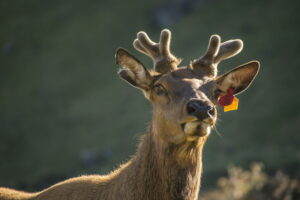 10 Incredible Animals That Can See Ultraviolet Light - Optics Mag