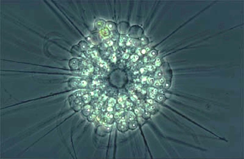 What Is a Phase Contrast Microscope? The Interesting Answer! - Optics Mag