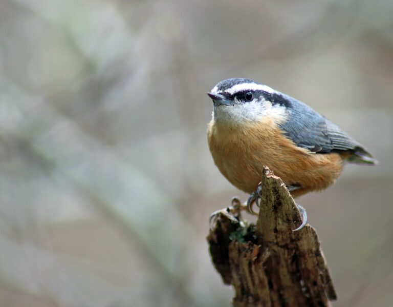 Algerian Nuthatch: Field Guide, Pictures, Habitat & Info - Optics Mag