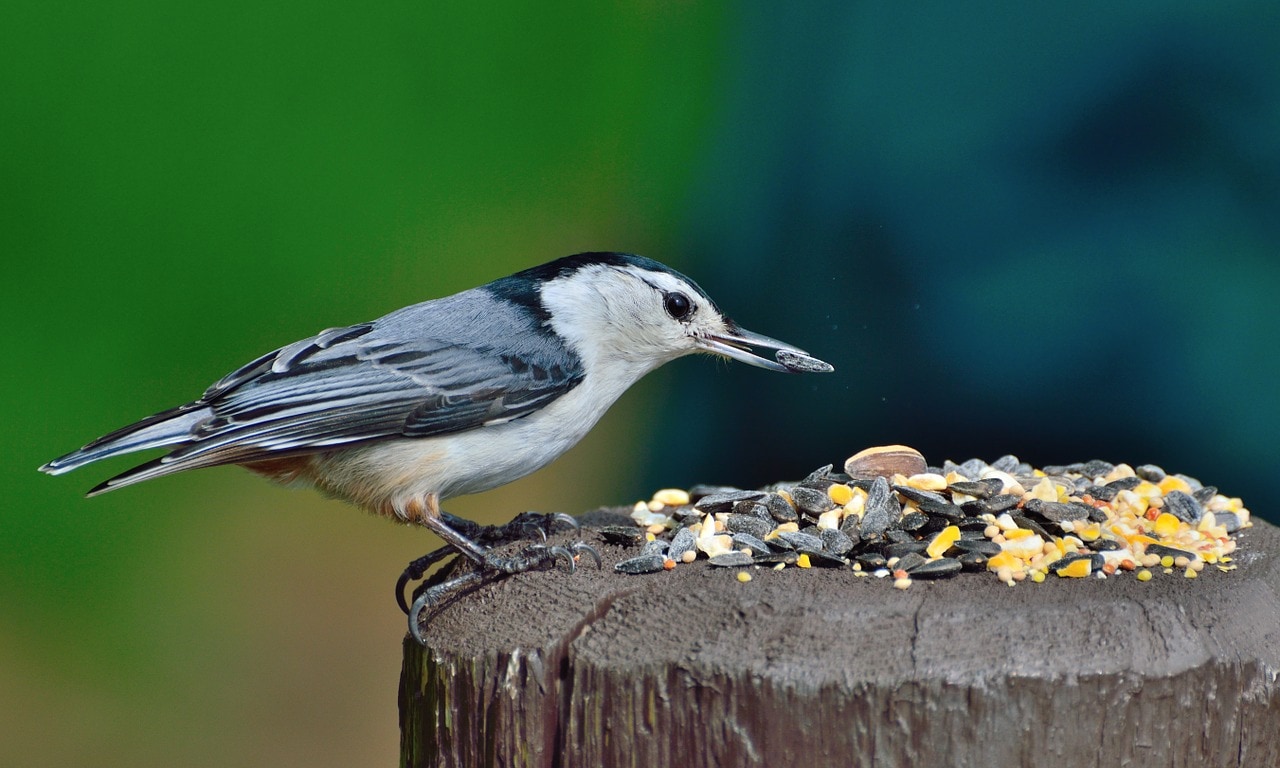 Algerian Nuthatch: Field Guide, Pictures, Habitat & Info - Optics Mag