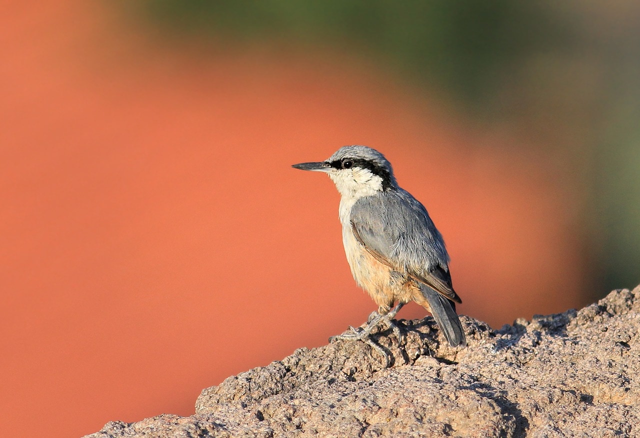 Algerian Nuthatch: Field Guide, Pictures, Habitat & Info - Optics Mag