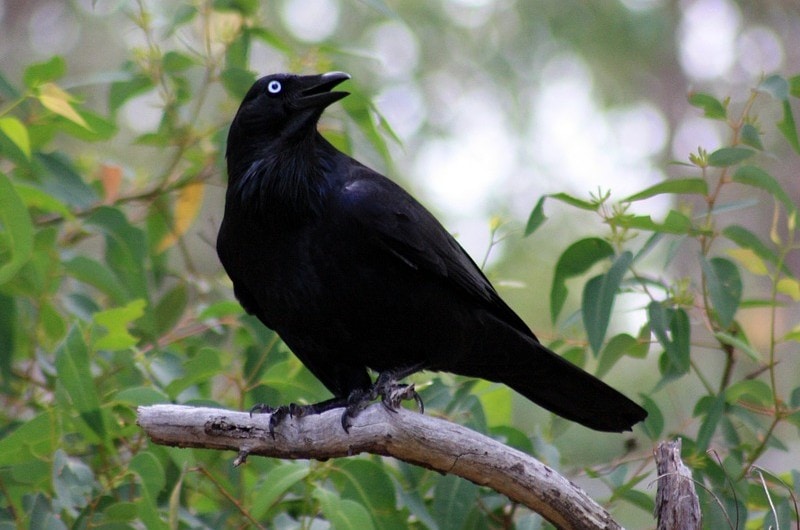 10 Types of Blackbirds in Australia (With Pictures) - Optics Mag