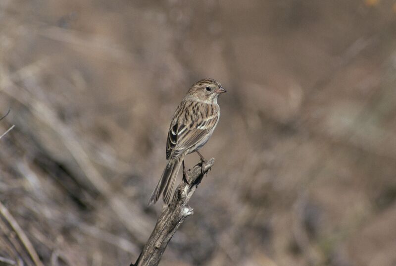 10 Common Types of Sparrows (with Pictures) - Optics Mag