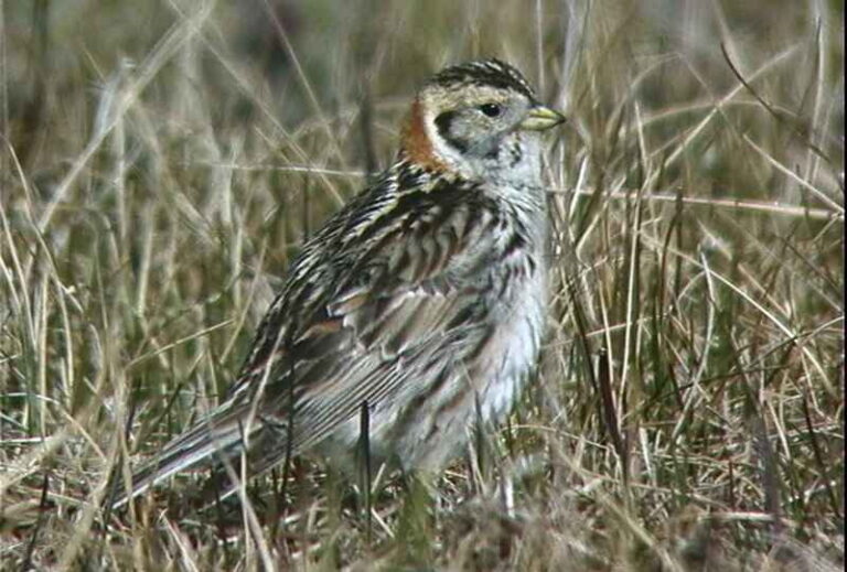 20 Common Types of Sparrows in Florida (With Pictures) - Optics Mag