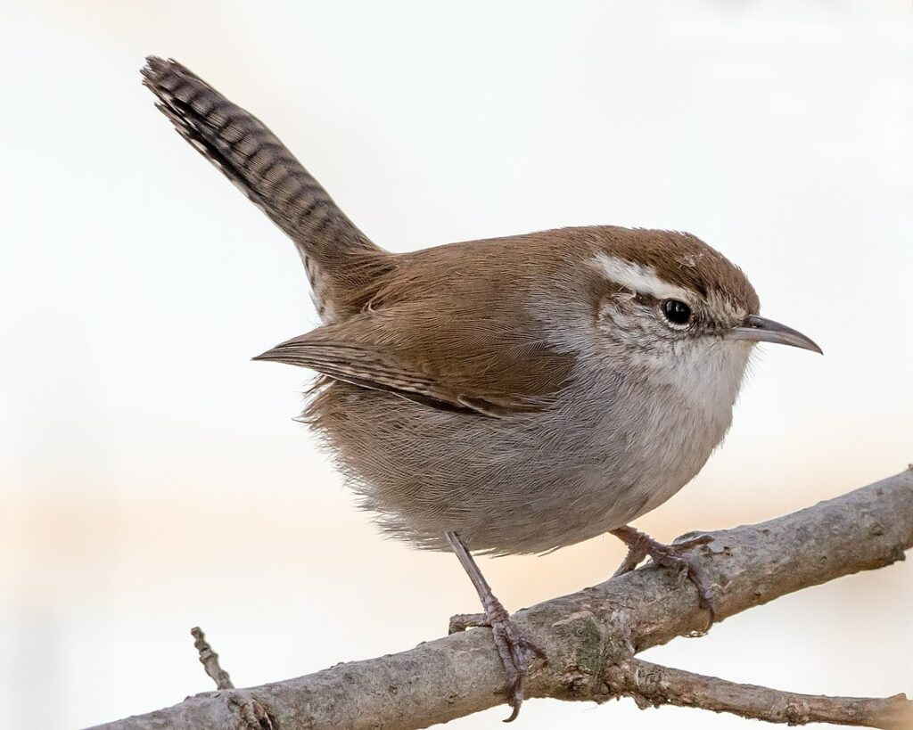 Bewick's Wren: Field Guide, Pictures, Habitat & Info - Optics Mag