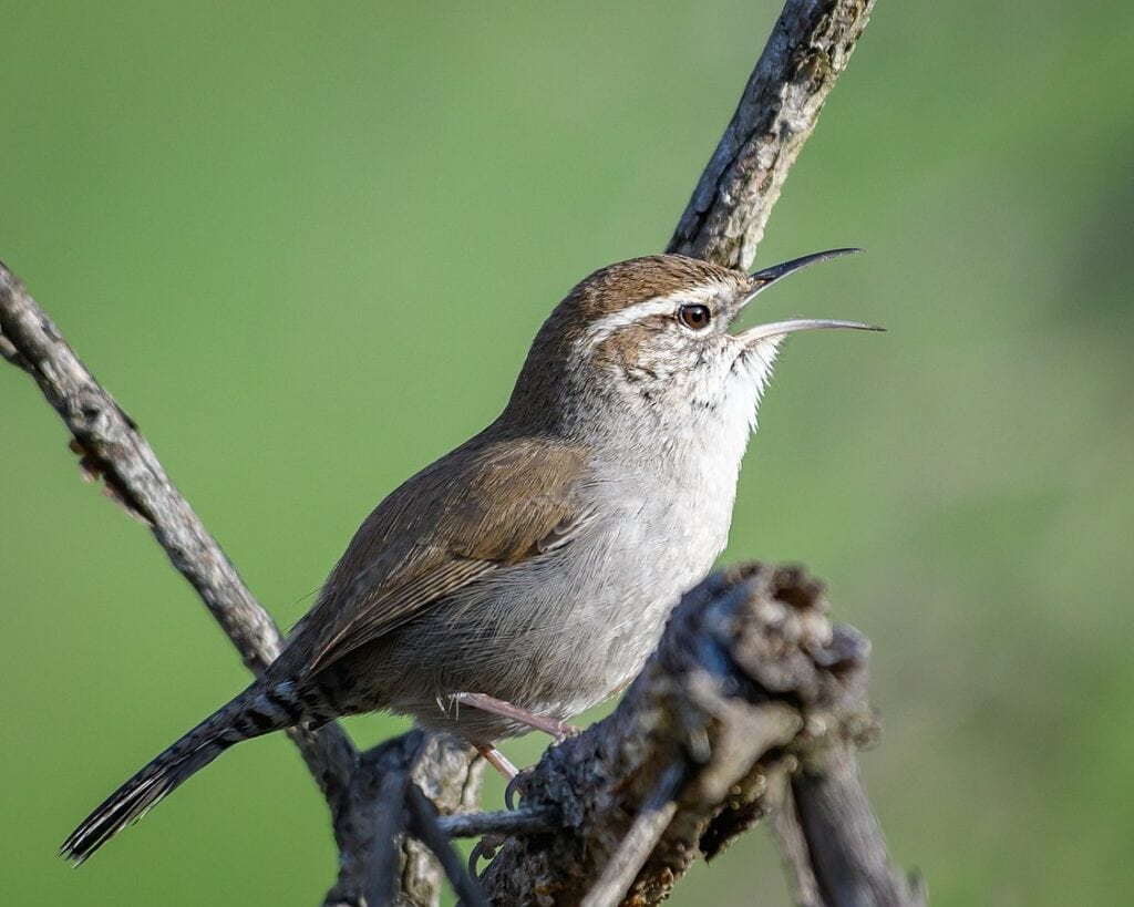 Bewick's Wren: Field Guide, Pictures, Habitat & Info - Optics Mag
