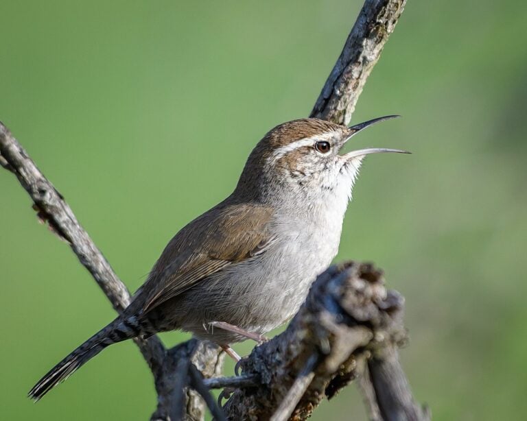 Bewick's Wren: Field Guide, Pictures, Habitat & Info - Optics Mag