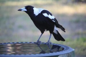 Do Magpies Like Stealing Shiny Things? The Surprising Answer! - Optics Mag