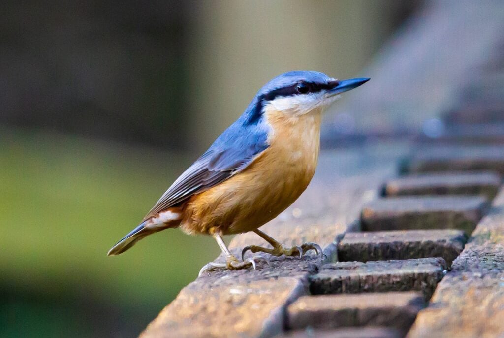 Blue Nuthatch: Field Guide, Pictures, Habitat, and Info - Optics Mag