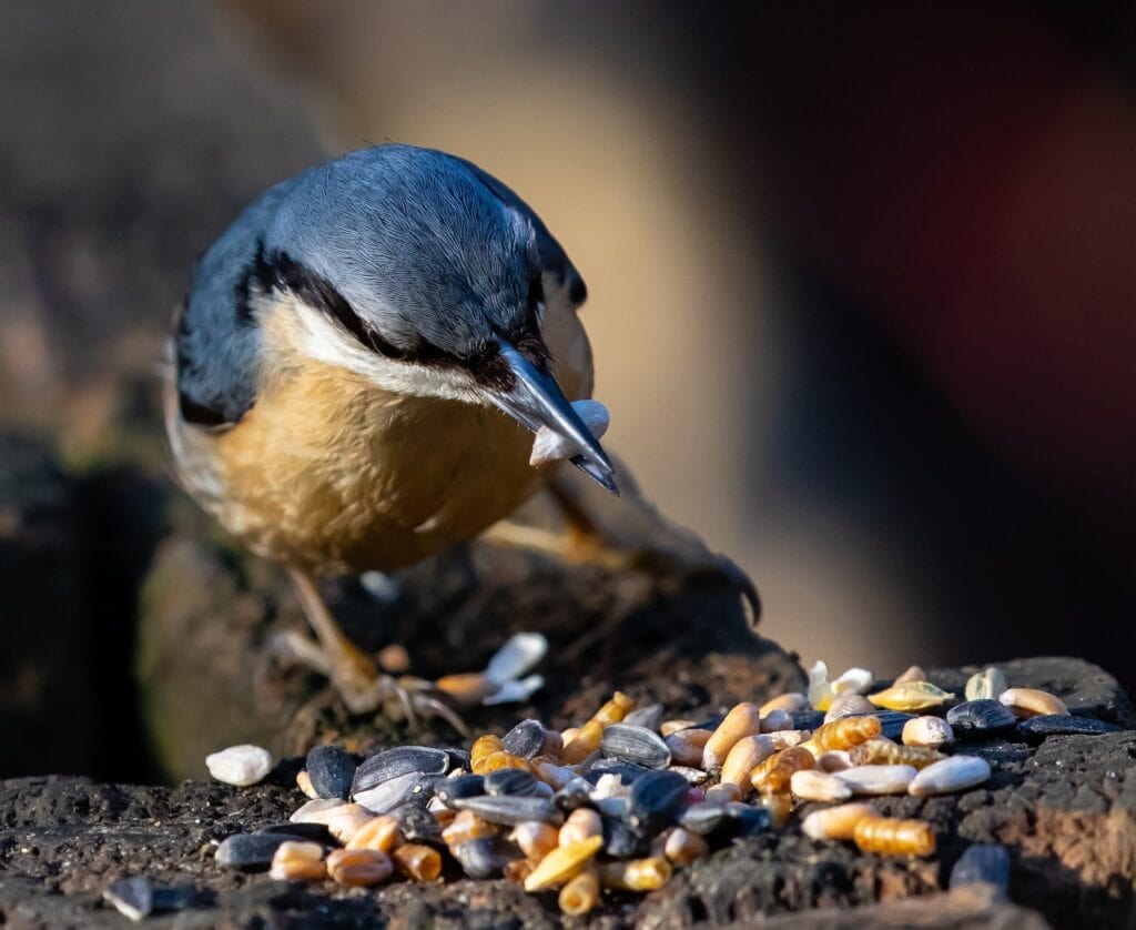 Blue Nuthatch: Field Guide, Pictures, Habitat, and Info - Optics Mag