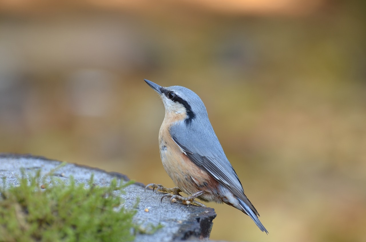 Blue Nuthatch: Field Guide, Pictures, Habitat, and Info - Optics Mag