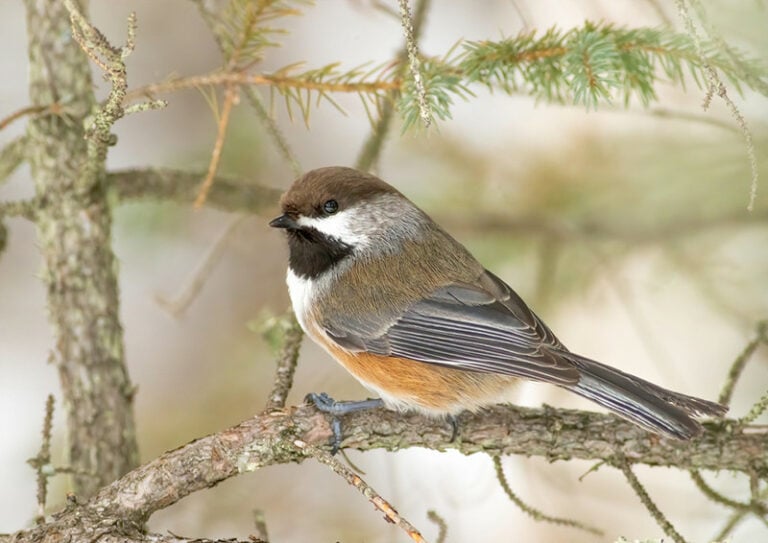 Boreal Chickadee: Field Guide, Pictures, Habitat & Info - Optics Mag