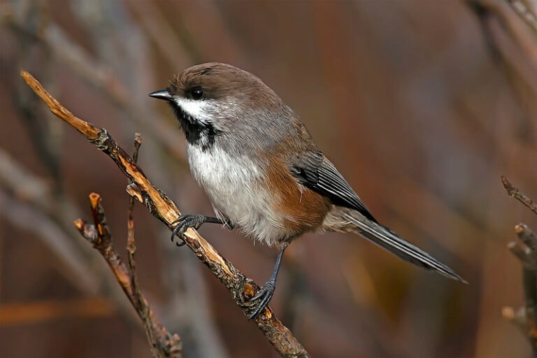 5 Types of Chickadees (With Pictures) - Optics Mag