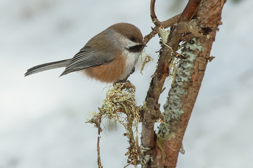 Boreal Chickadee: Field Guide, Pictures, Habitat & Info - Optics Mag