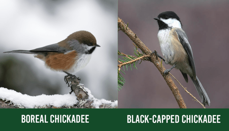 Boreal vs Black-Capped Chickadee: How to Tell the Difference - Optics Mag