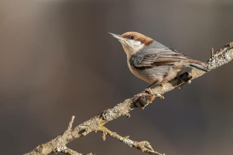 Brown-Headed Nuthatch: Field Guide, Pictures, Habitat & Info - Optics Mag
