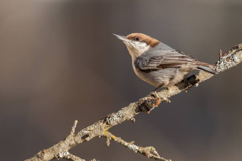 Brown-Headed Nuthatch: Field Guide, Pictures, Habitat & Info - Optics Mag
