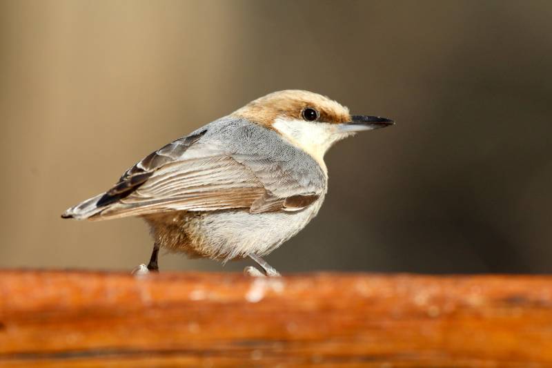 Brown-Headed Nuthatch: Field Guide, Pictures, Habitat & Info - Optics Mag