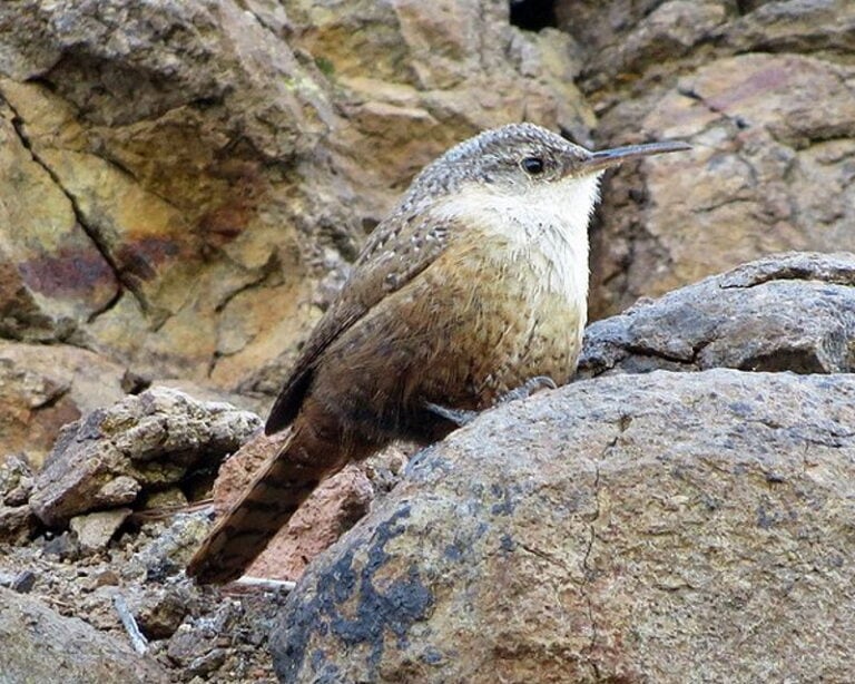 Canyon Wren: Field Guide, Pictures, Habitat & Info - Optics Mag