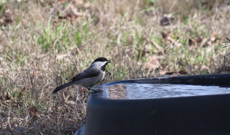 Carolina Chickadee: Field Guide, Pictures, Habitat & Info - Optics Mag