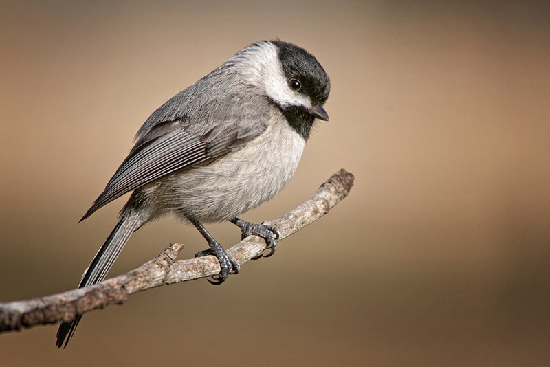 Carolina Chickadee: Field Guide, Pictures, Habitat & Info - Optics Mag
