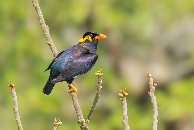 3 Types of Starlings (With Pictures) - Optics Mag