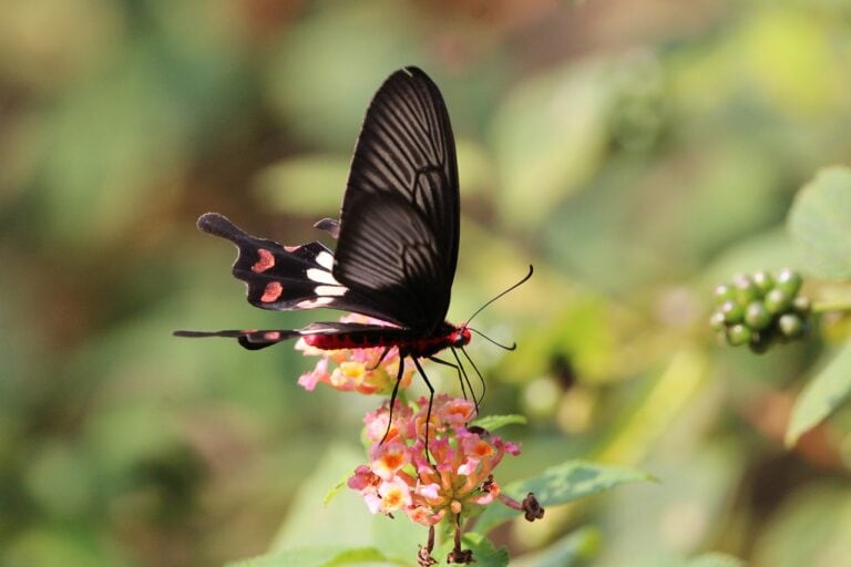 26 Animals That Can See Infrared Light (With Pictures) - Optics Mag