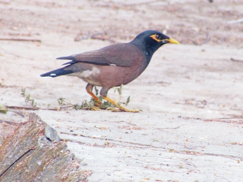 3 Types of Starlings (With Pictures) - Optics Mag