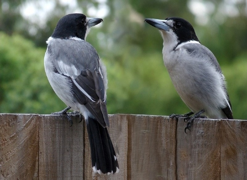 10 Types of Blackbirds in Australia (With Pictures) - Optics Mag