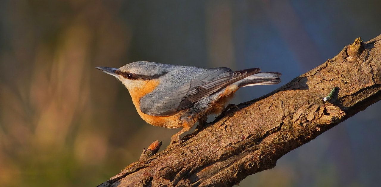 Eurasian Nuthatch: Field Guide, Pictures, Habitat & Info - Optics Mag