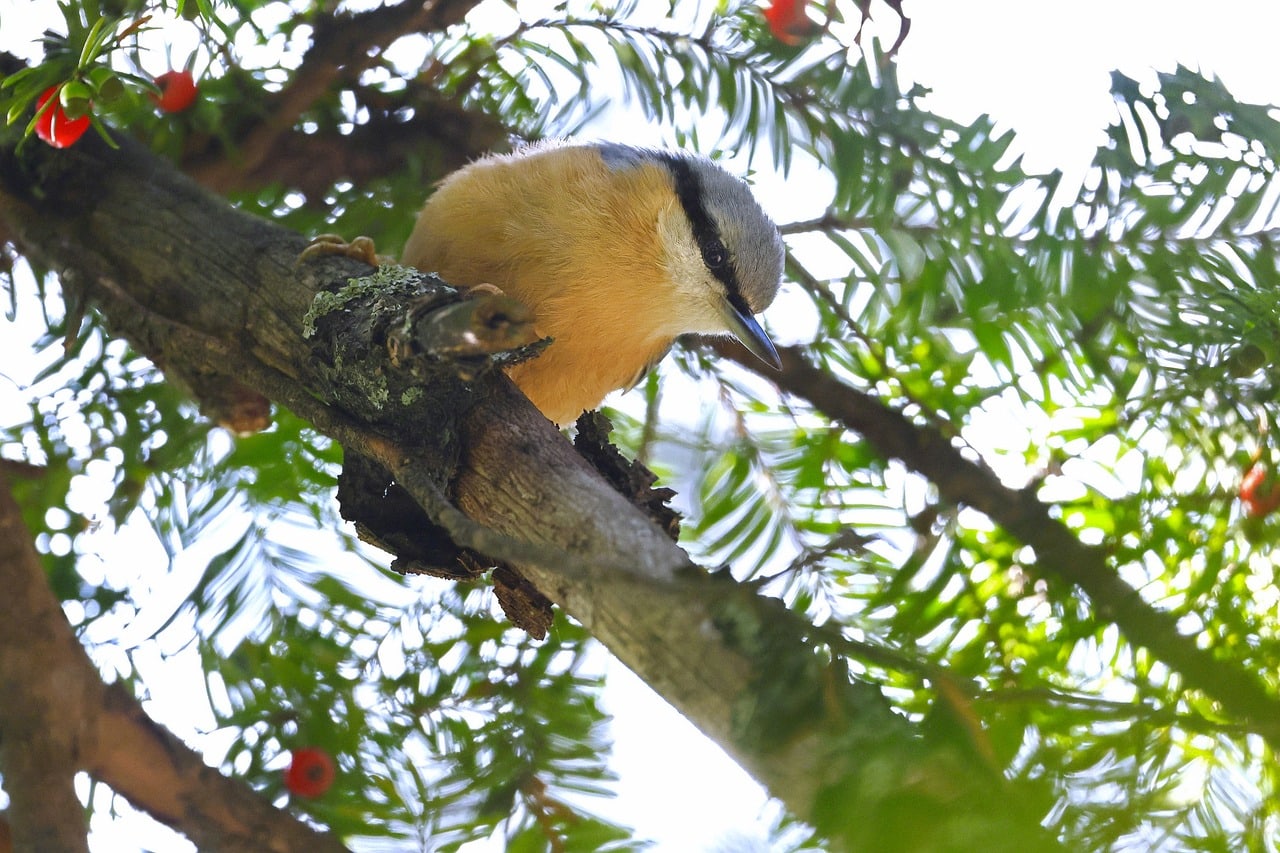 Eurasian Nuthatch: Field Guide, Pictures, Habitat & Info - Optics Mag