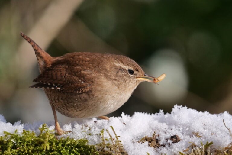 Eurasian Wren: Field Guide, Pictures, Habitat & Info - Optics Mag