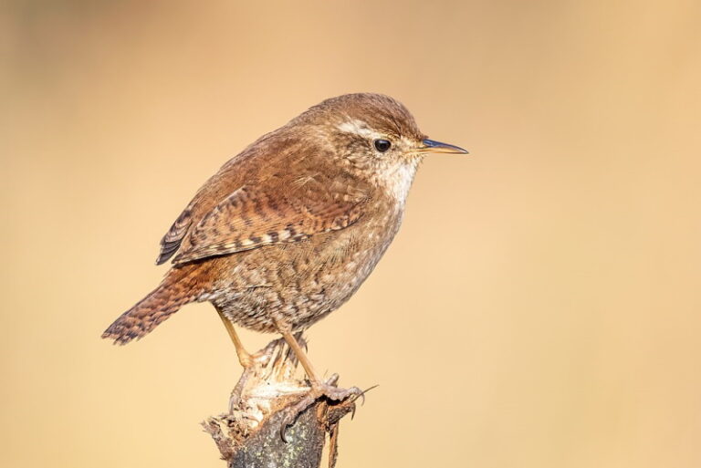 Eurasian Wren: Field Guide, Pictures, Habitat & Info - Optics Mag