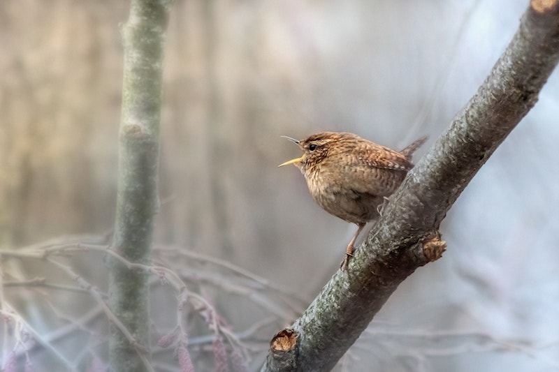 Eurasian Wren: Field Guide, Pictures, Habitat & Info - Optics Mag