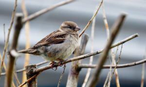 Field Sparrow: Field Guide, Pictures, Habitat & Info - Optics Mag