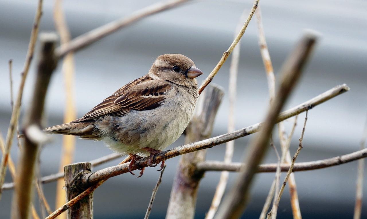 10 Common Types of Sparrows (with Pictures) - Optics Mag