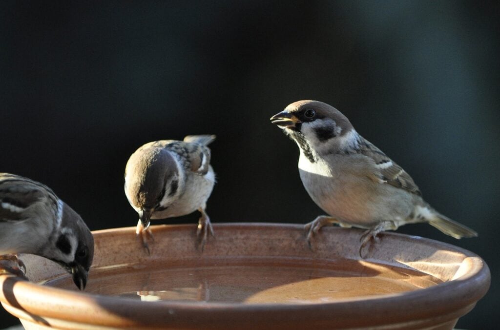 Field Sparrow: Field Guide, Pictures, Habitat & Info - Optics Mag