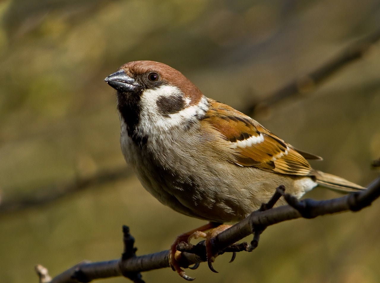 Field Sparrow: Field Guide, Pictures, Habitat & Info - Optics Mag