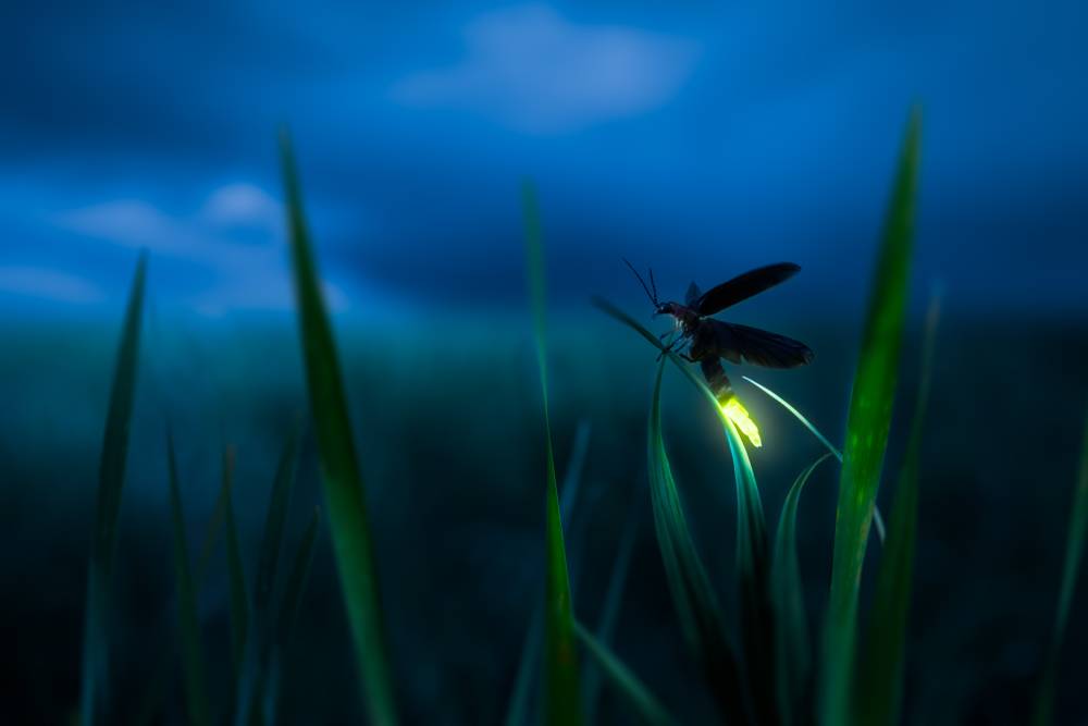 How to Photograph Fireflies: 6 Tips & Tricks - Optics Mag