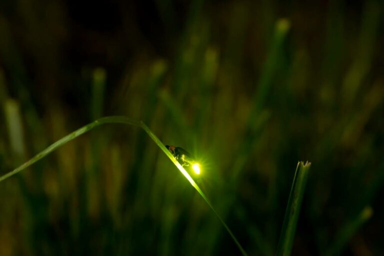 How to Photograph Fireflies: 6 Tips & Tricks - Optics Mag