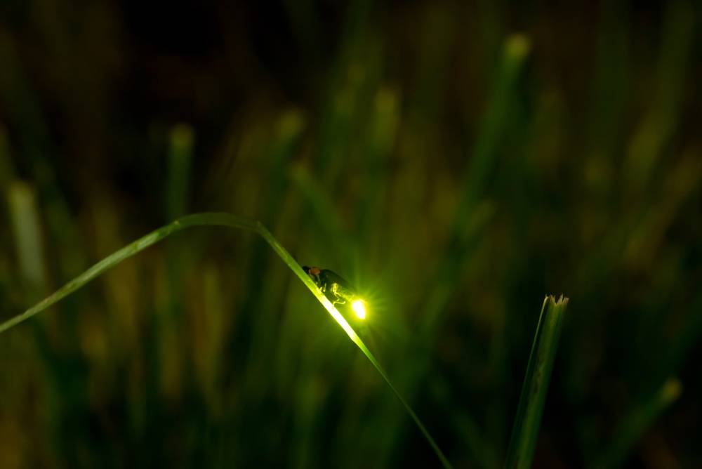How to Photograph Fireflies: 6 Tips & Tricks - Optics Mag