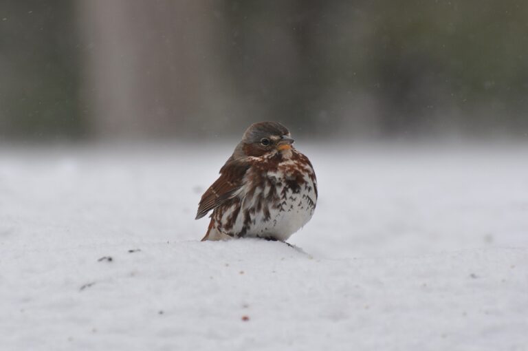 Fox Sparrow: Field Guide, Pictures, Habitat & Info - Optics Mag